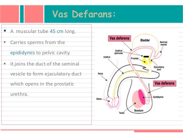 Function of male reproductive organ, spermatogenesis and mechanism of…