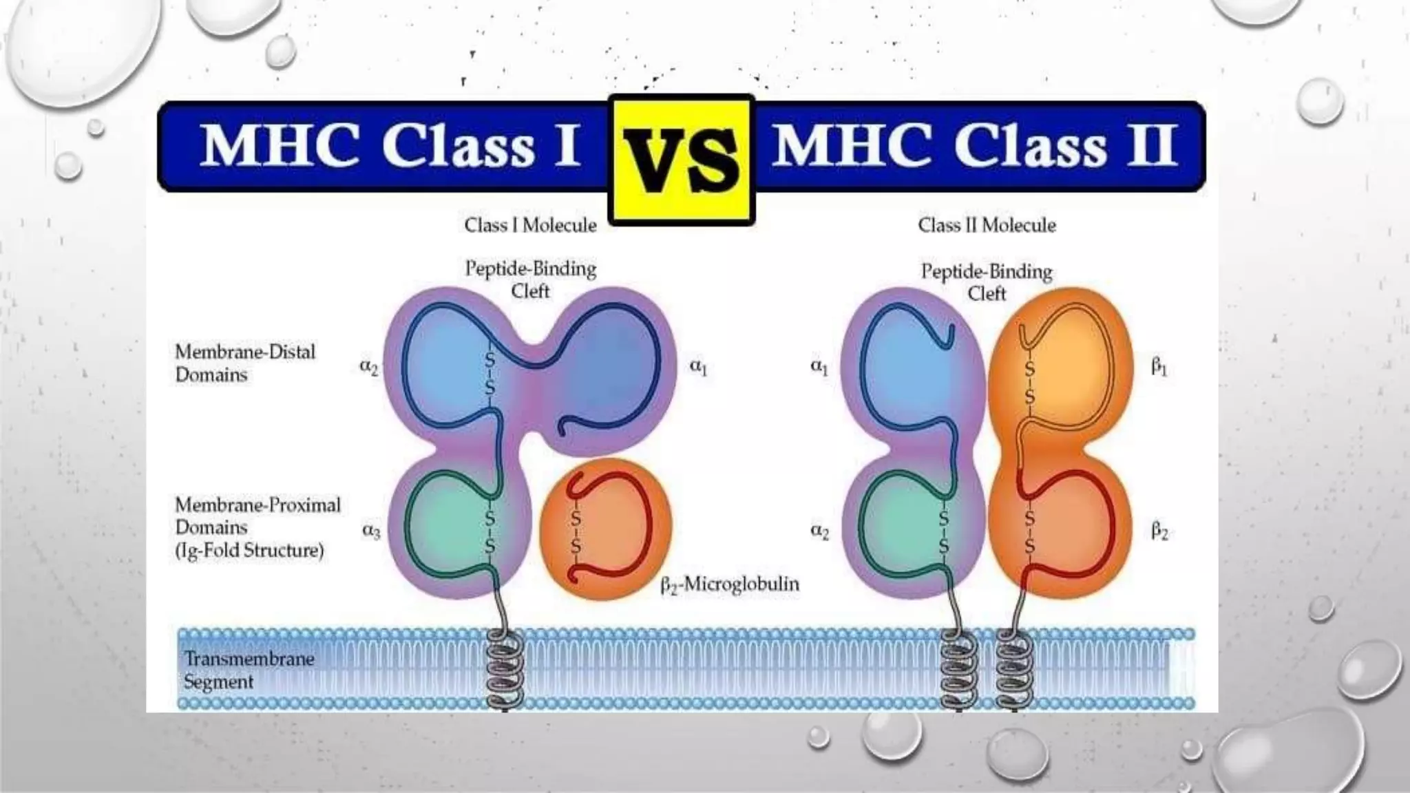 function of MHC.pptx