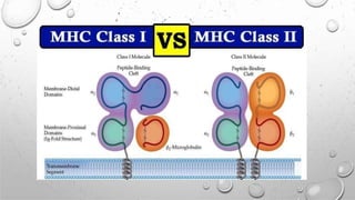 function of MHC.pptx