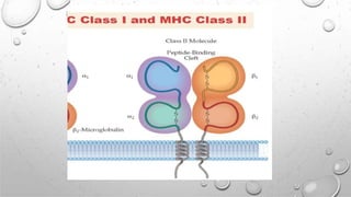 function of MHC.pptx