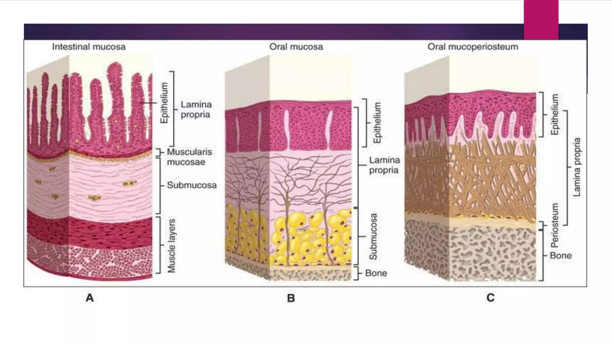 FUNCTION OF ORAL MUCOSA BY KHALID.pptx | Dental Health | Diseases and ...