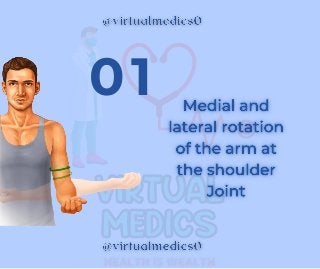 Function of rotator cuff muscles