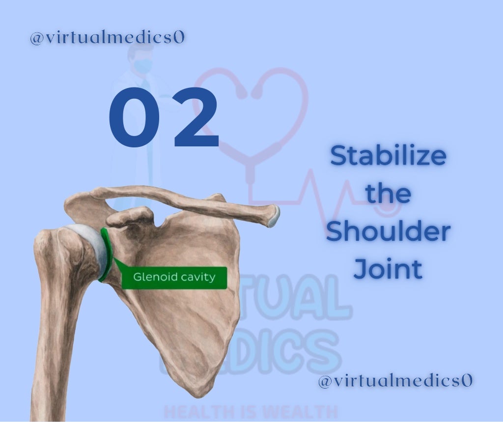 Function of rotator cuff muscles