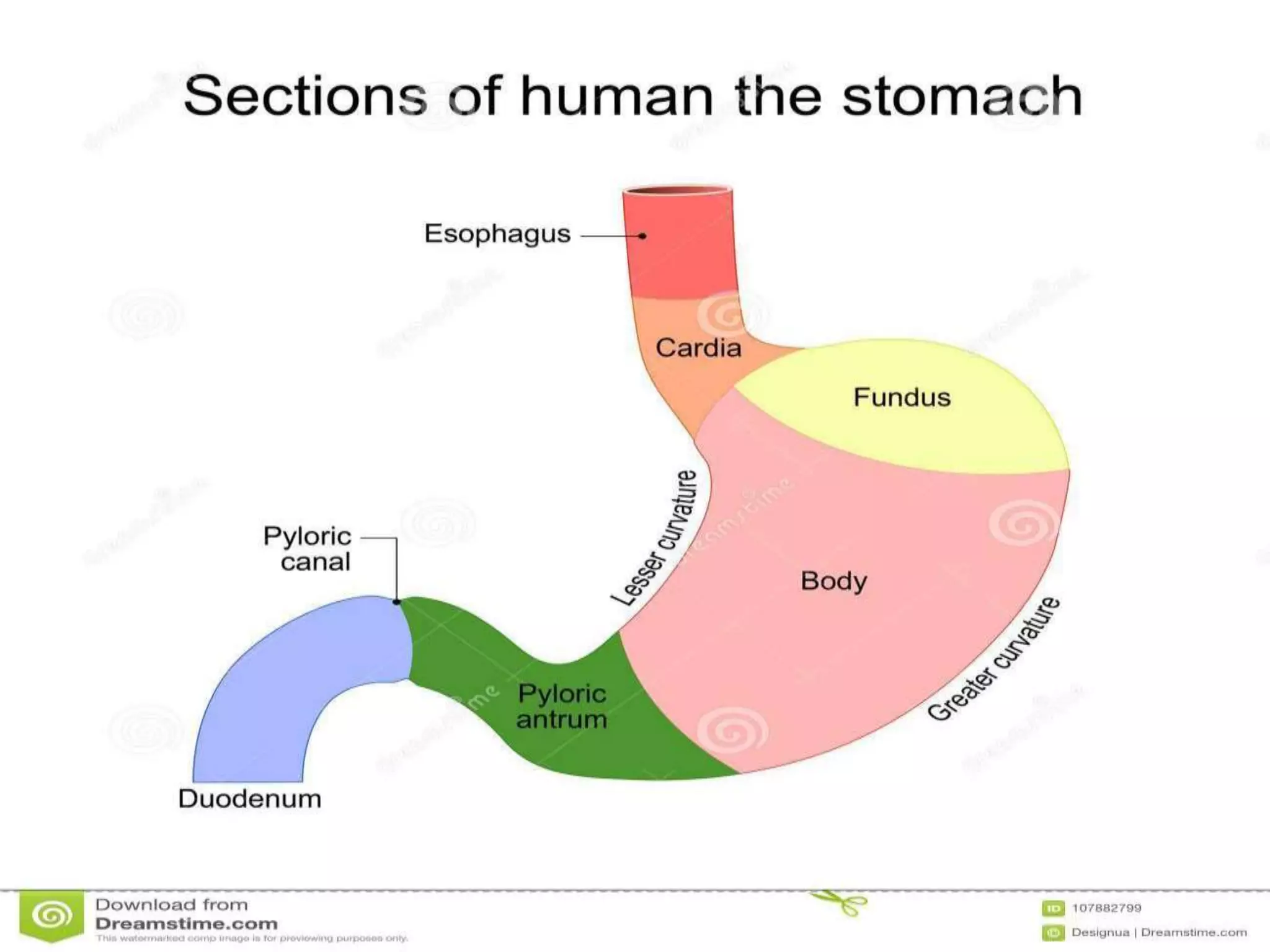 Function of stomach | PPTX