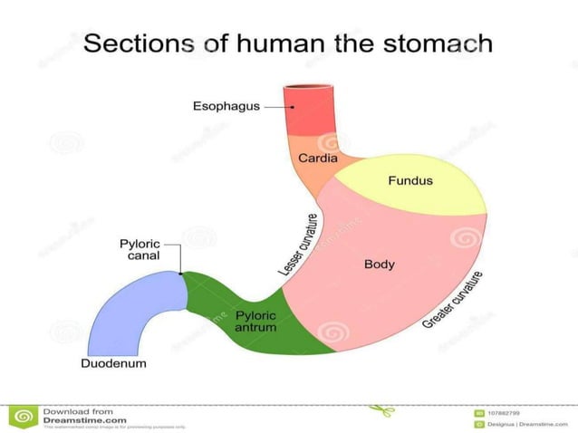 Function of stomach | PPTX | Digestive Disorders | Diseases and Conditions