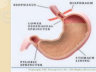 Function of stomach | PPTX | Digestive Disorders | Diseases and Conditions