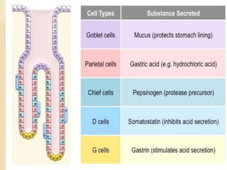 Function of stomach | PPTX