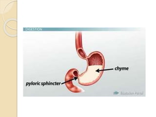 Function of stomach | PPTX