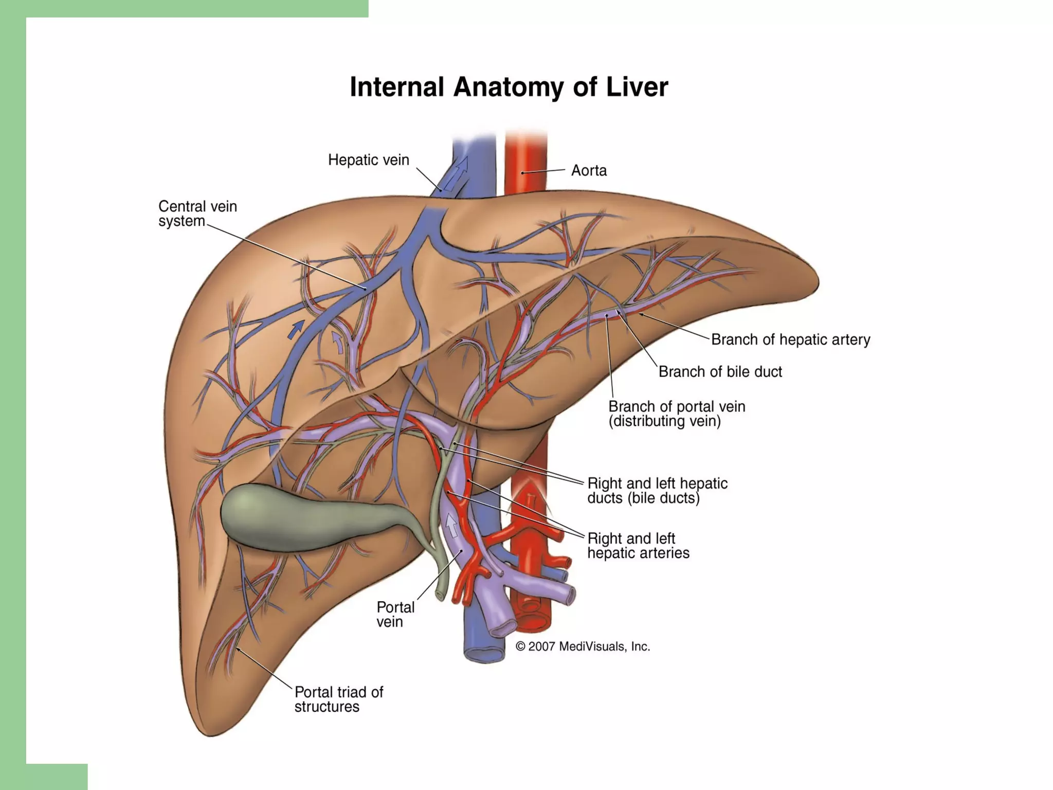 Function of the liver | PPT
