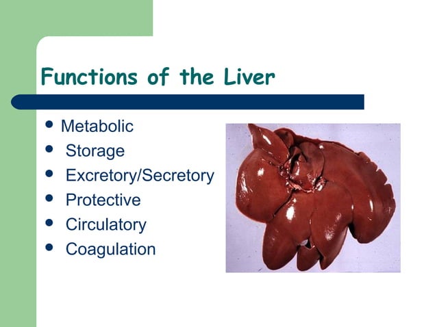 Function of the liver | PPT | Endocrine and Metabolic Diseases ...