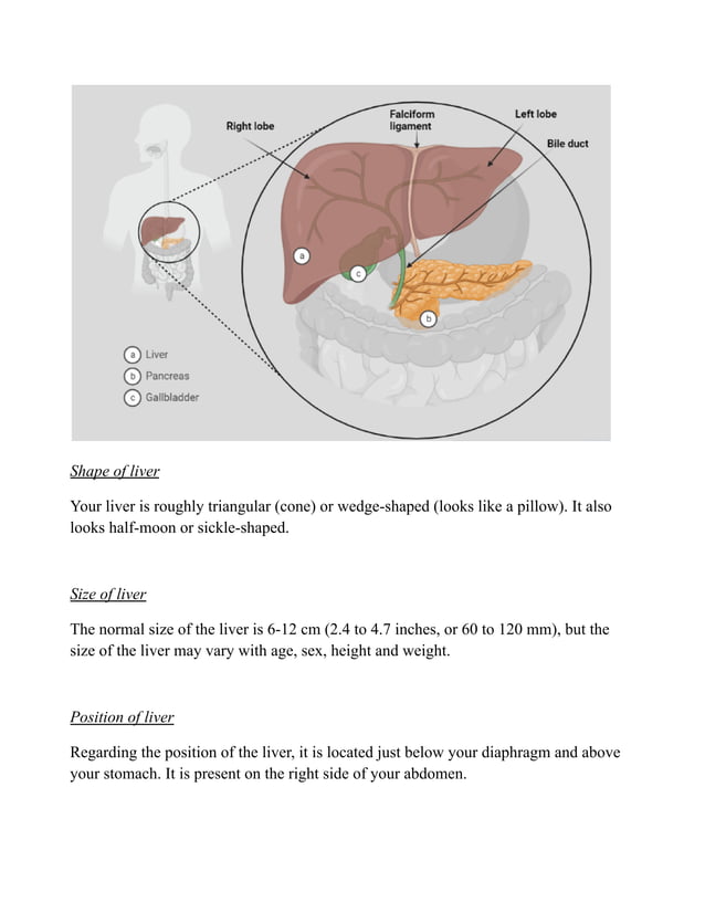 Function of the liver.pdf