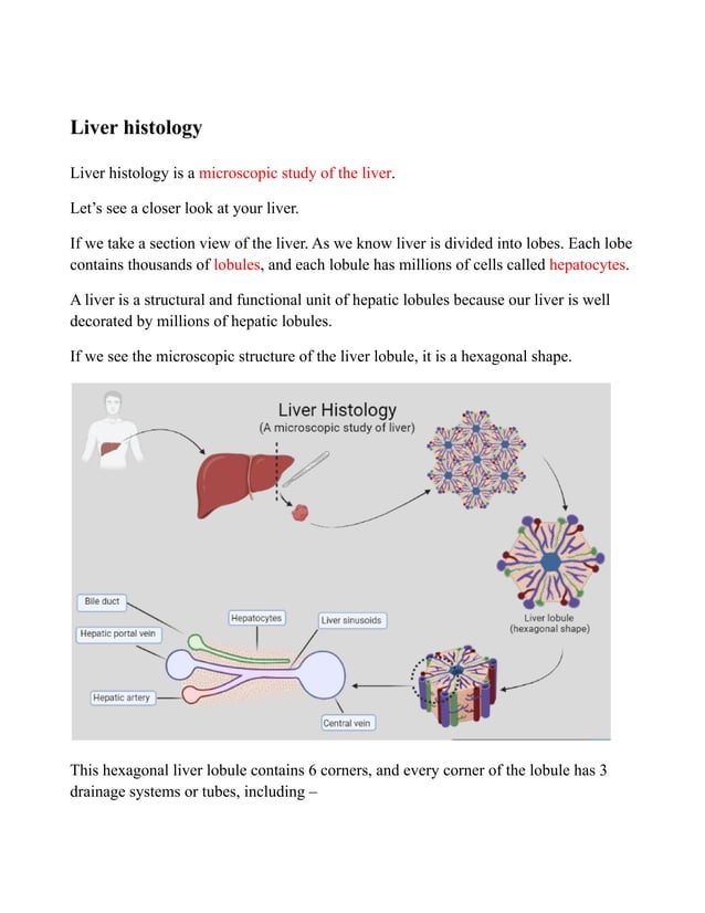 Function of the liver.pdf