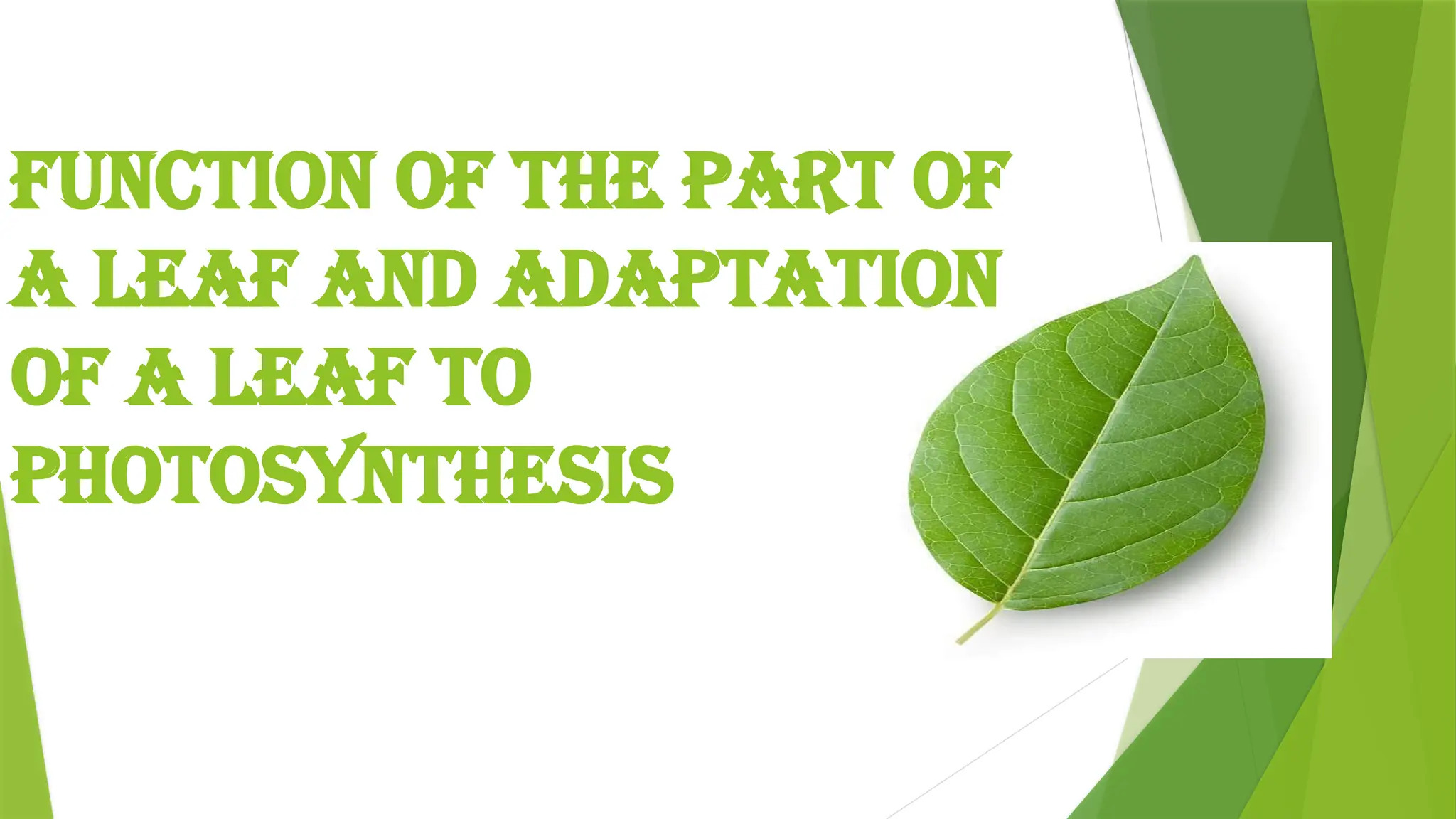 FUNCTION OF THE PART OF LEAVESODF PLANT | PPTX