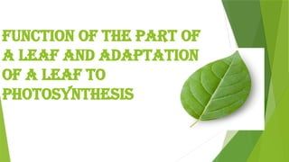FUNCTION OF THE PART OF LEAVESODF PLANT | PPTX | Gardening | Home & Garden