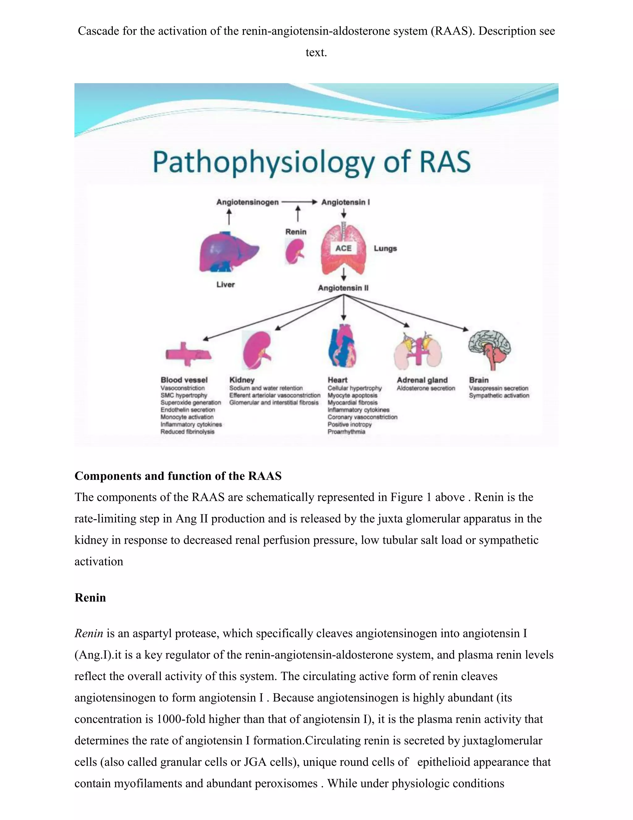 Function of the renin | PDF | Heart and Cardiovascular Diseases ...