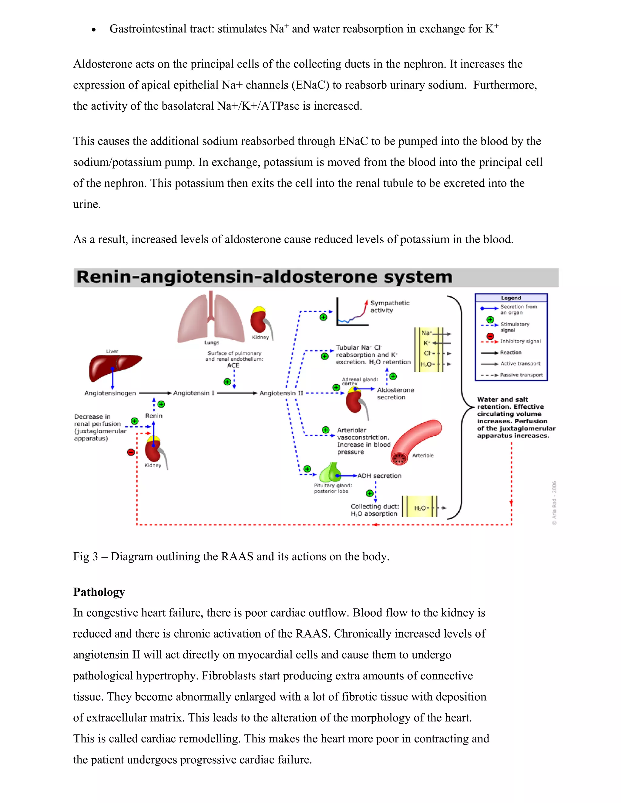 Function of the renin | PDF | Heart and Cardiovascular Diseases ...