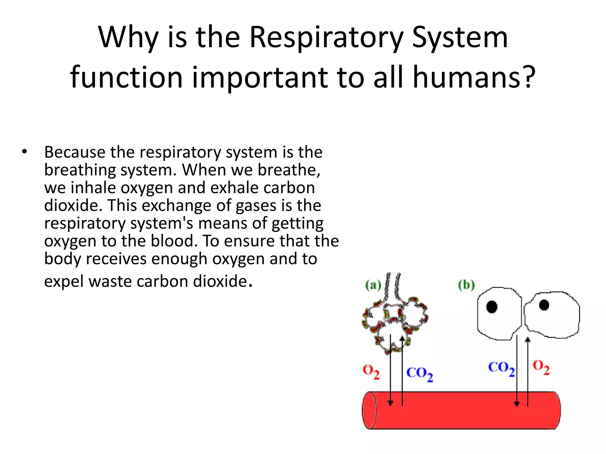 Function of the respiratory system | PPTX