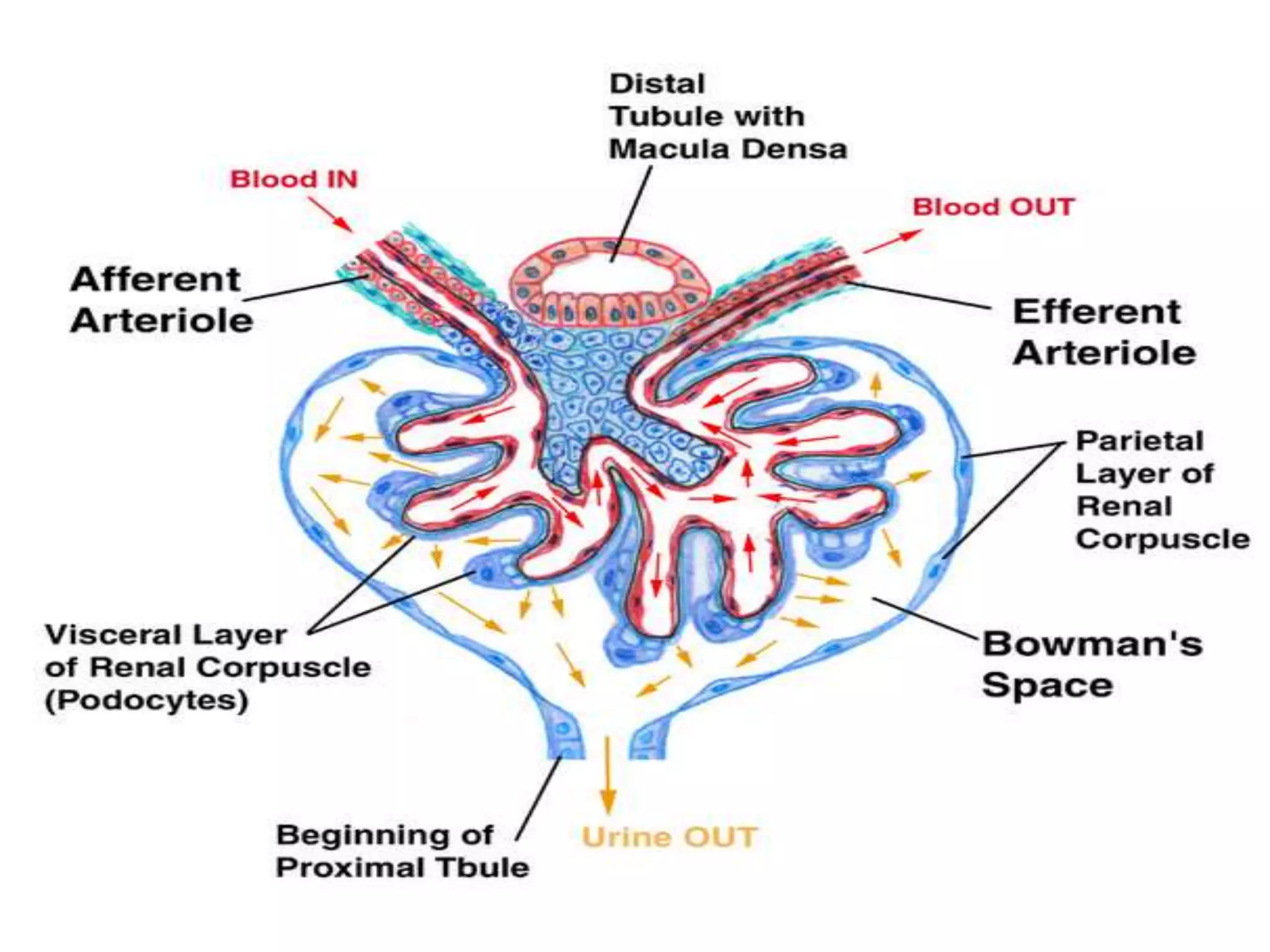 Function/physiology of genitourinary system | PPTX