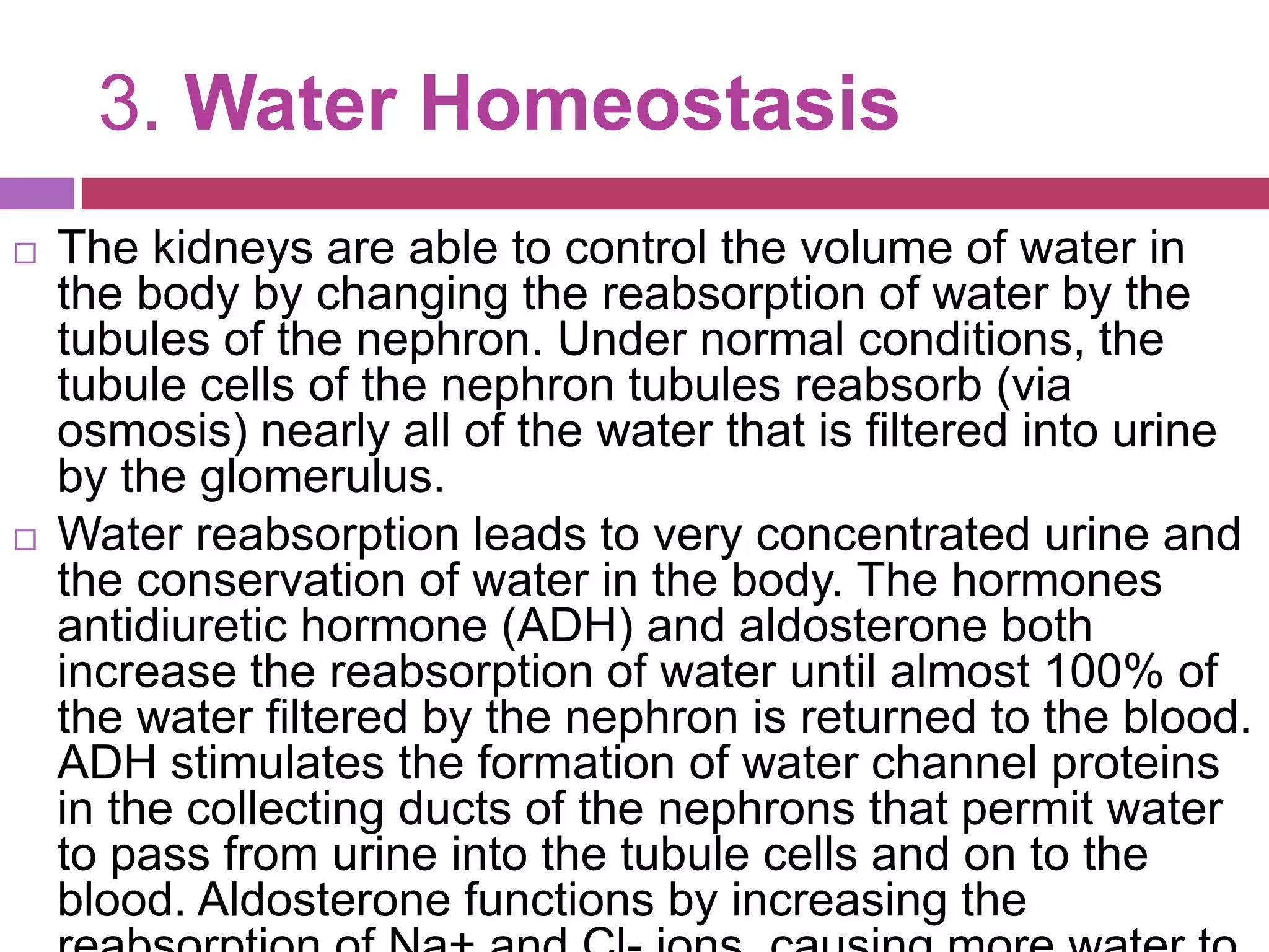 Function/physiology of genitourinary system | PPTX