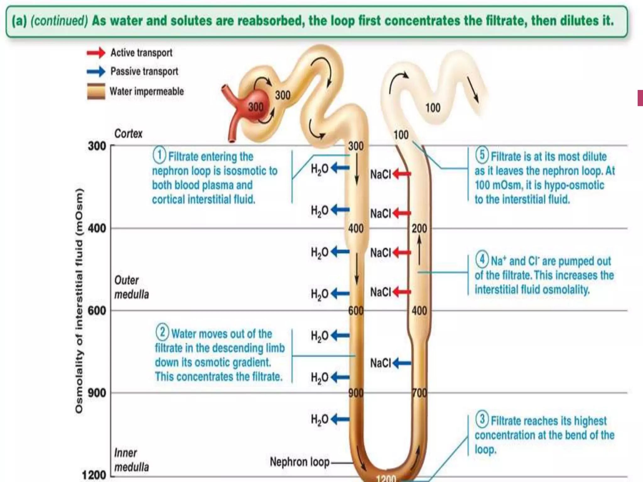 Function/physiology of genitourinary system | PPTX