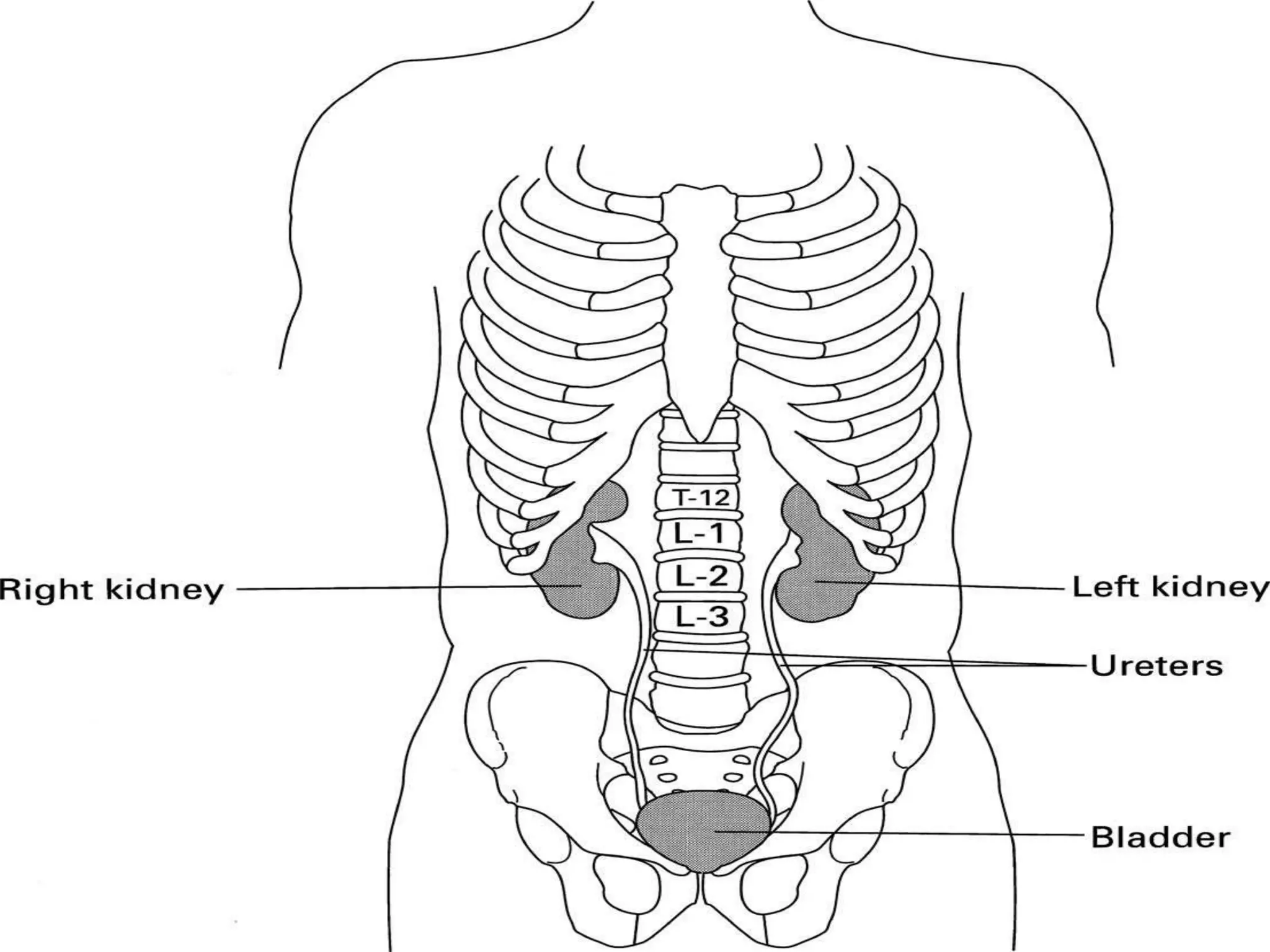 Function/physiology of genitourinary system | PPTX Function/physiology of genitourinary system | PPTX