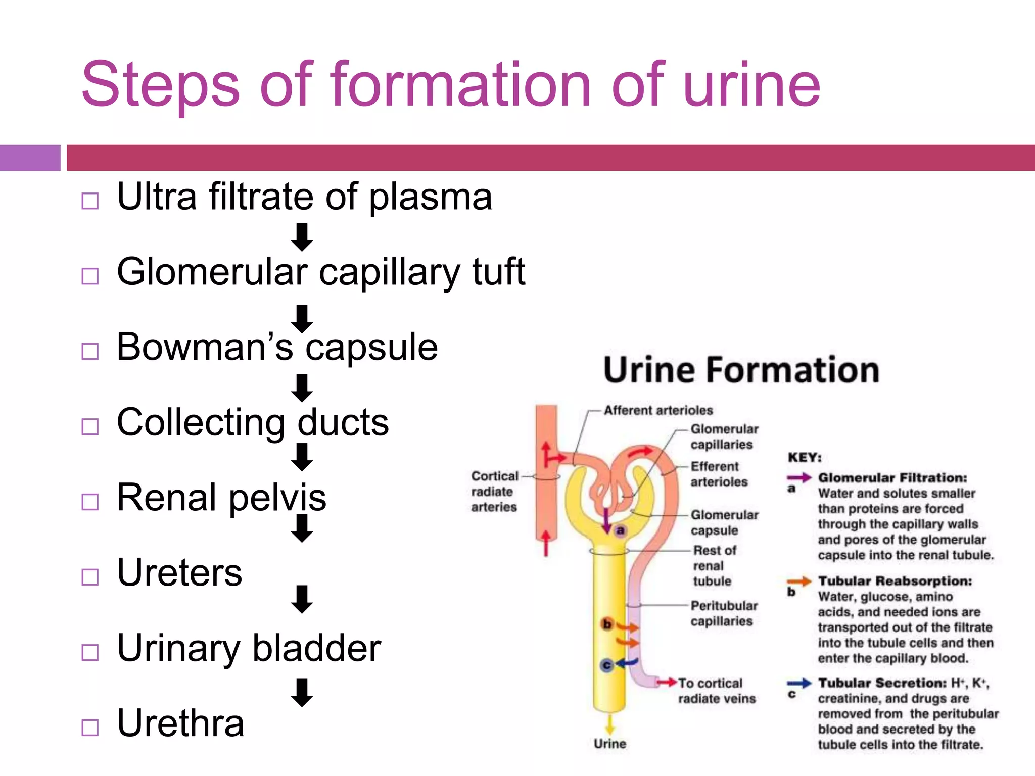Function/physiology of genitourinary system | PPTX