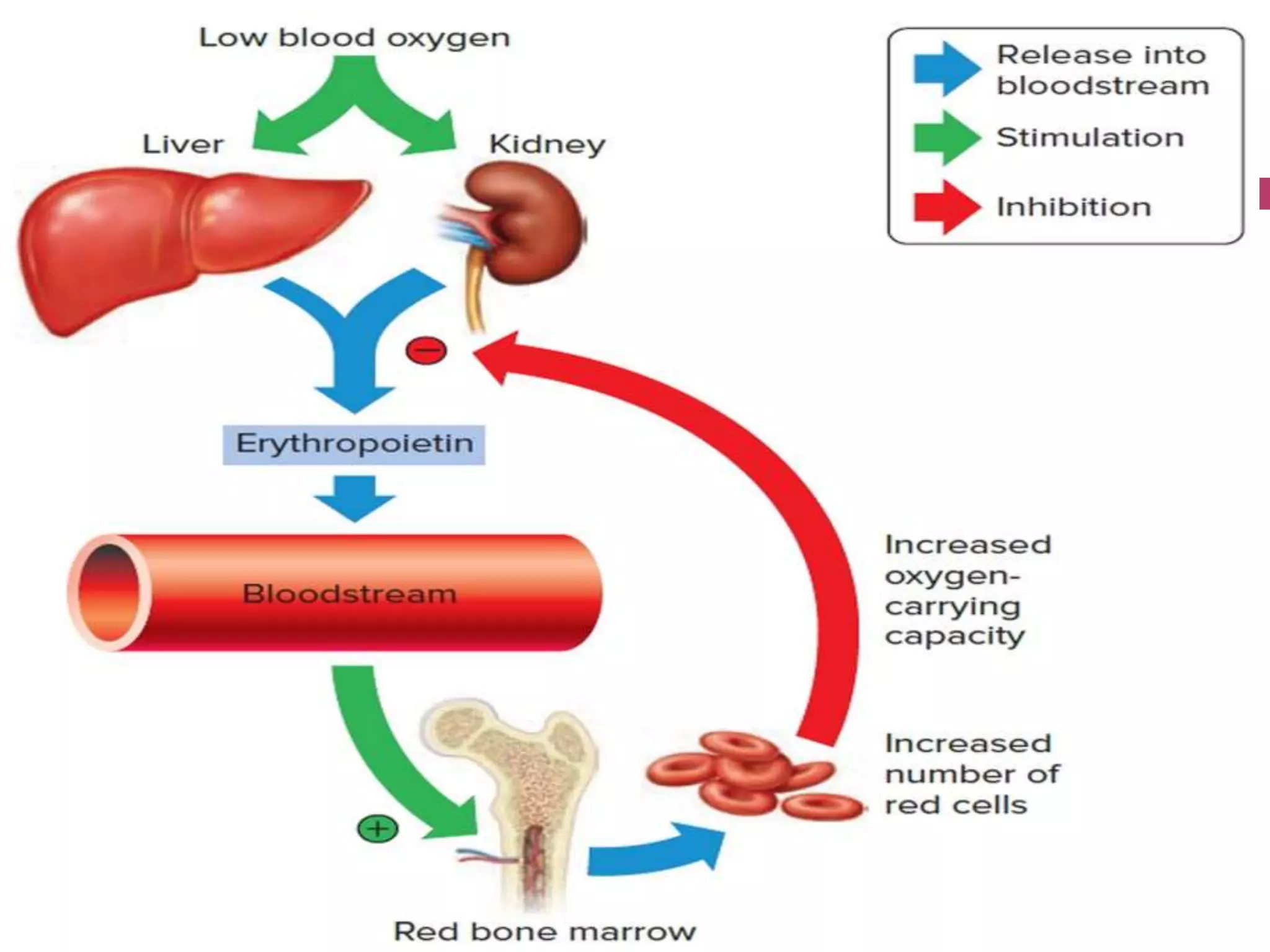 Function/physiology of genitourinary system | PPTX