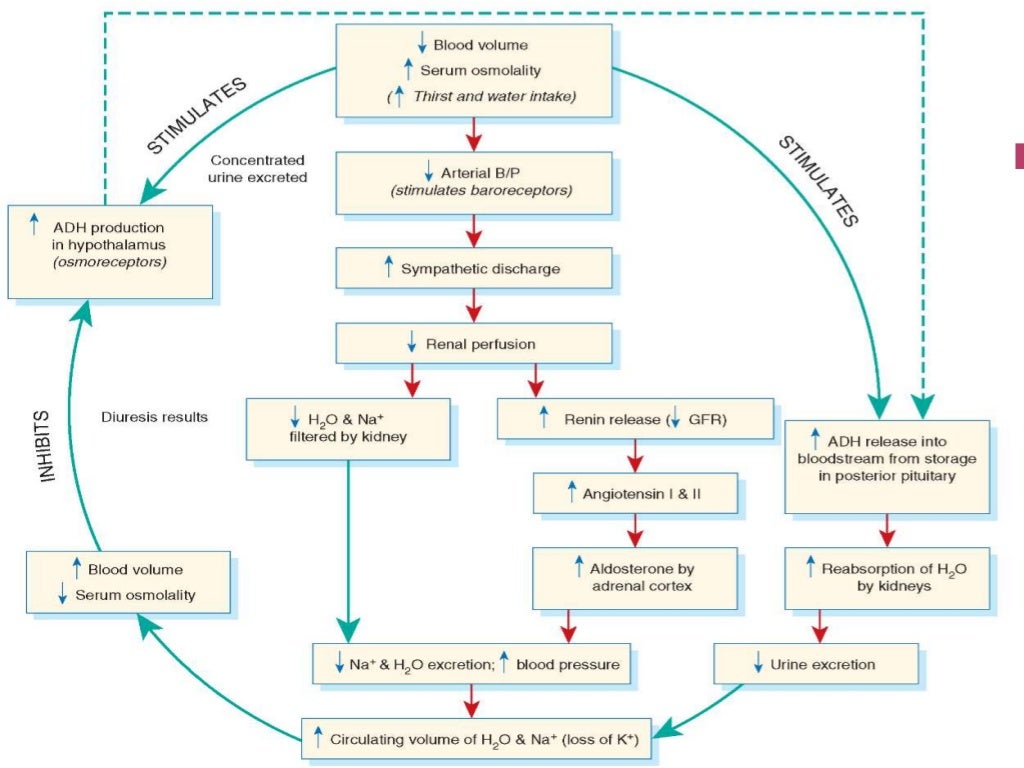 Function/physiology of genitourinary system