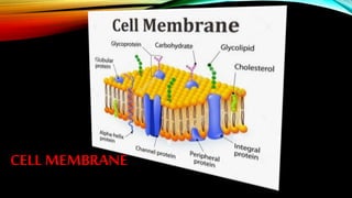 Functions of cell components. | PPTX