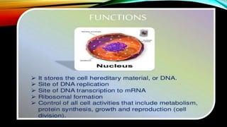 Functions of cell components. | PPTX