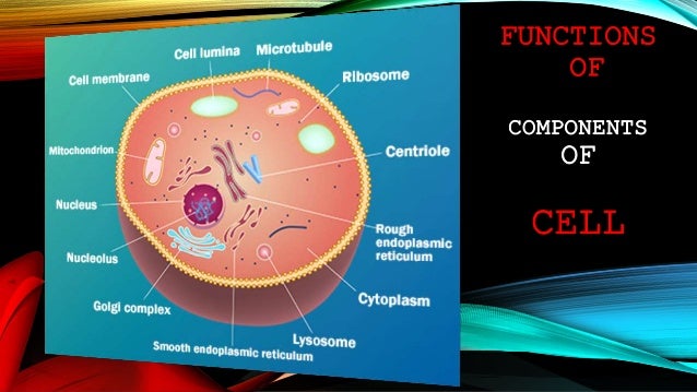 Functions of cell components.