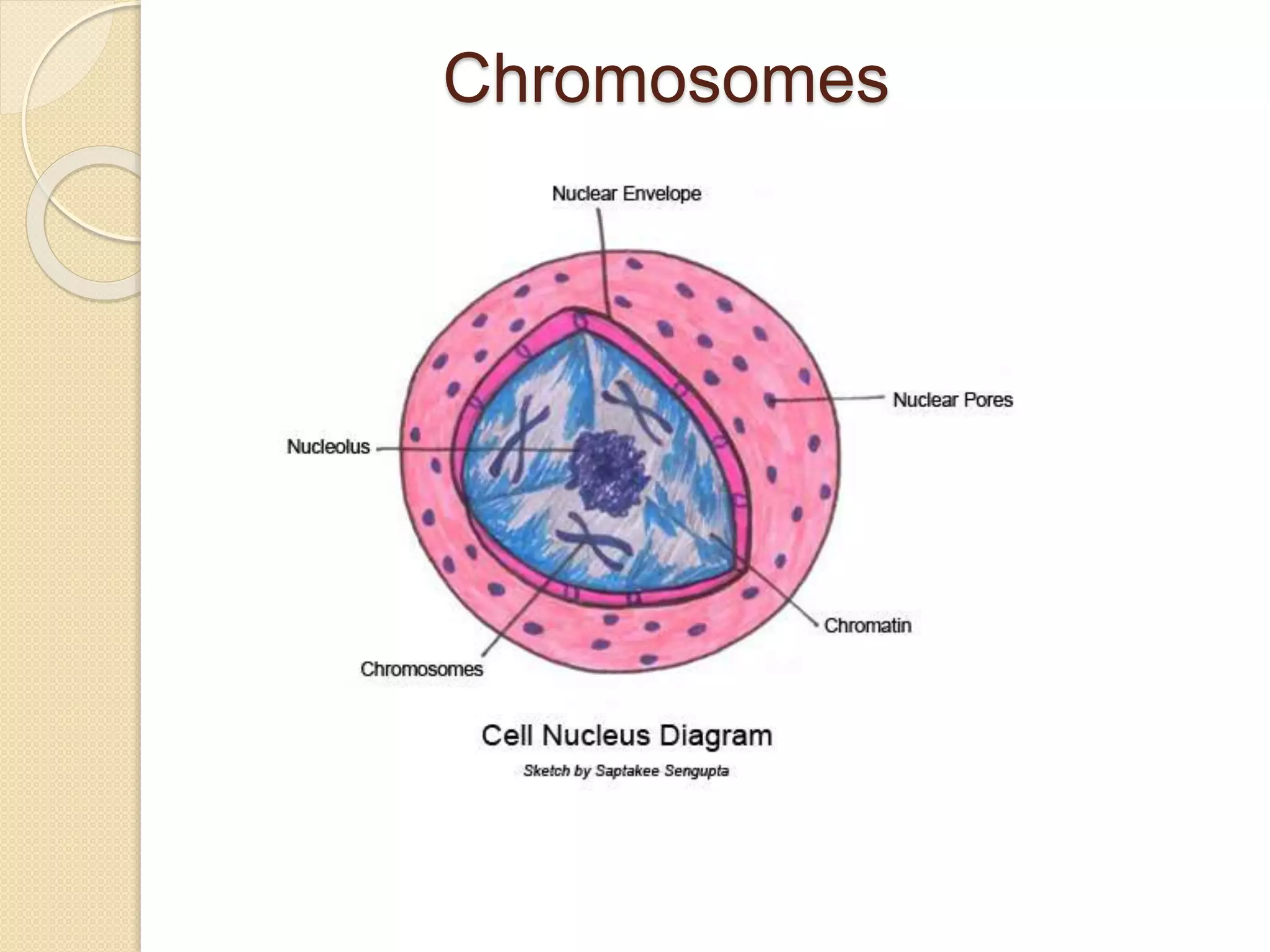 Functions of nucleus | PPTX