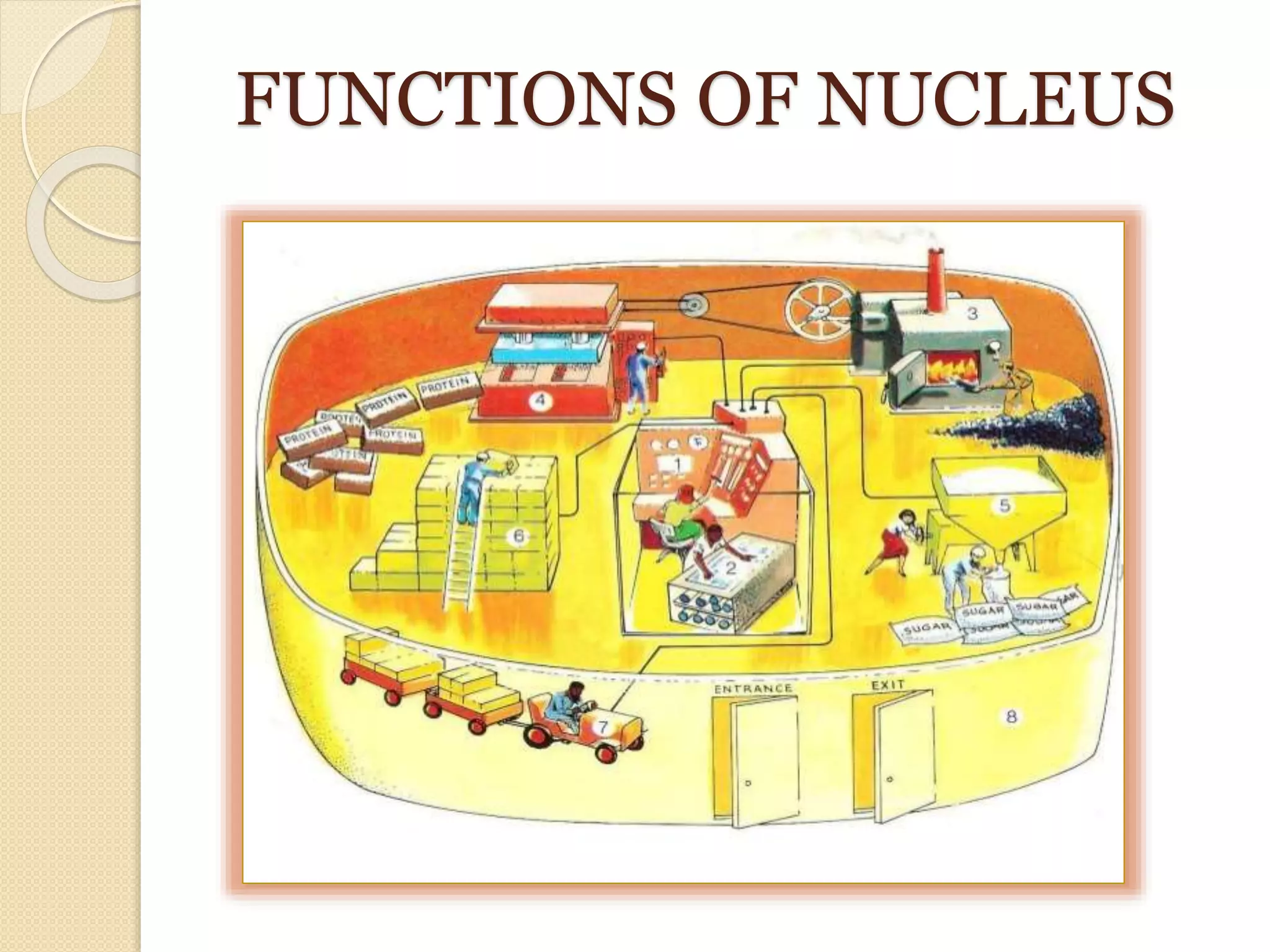 Functions of nucleus | PPTX