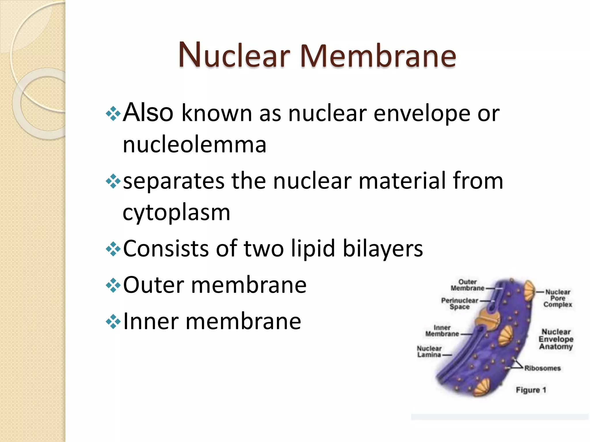 Functions of nucleus | PPTX