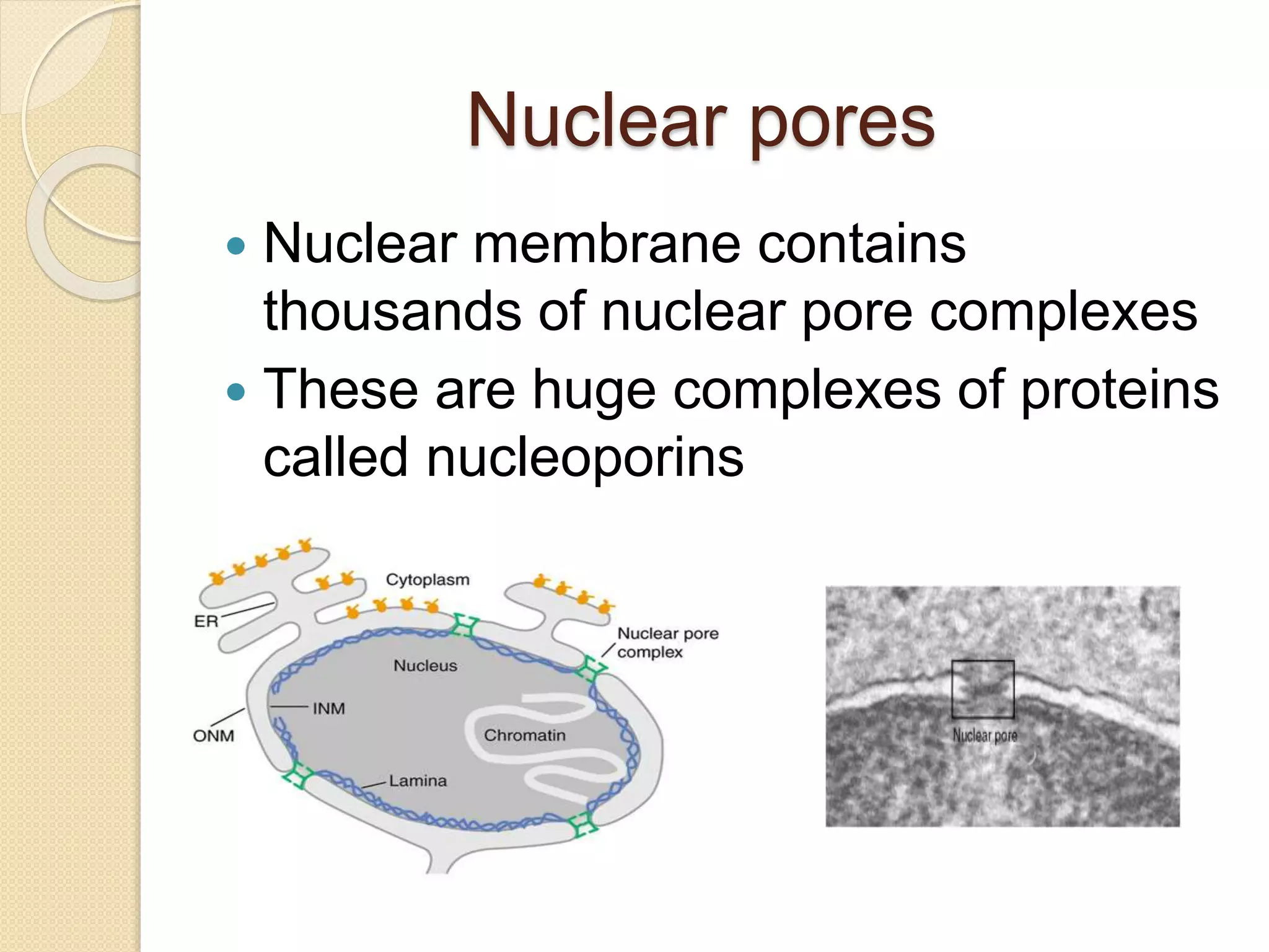 Functions of nucleus | PPTX