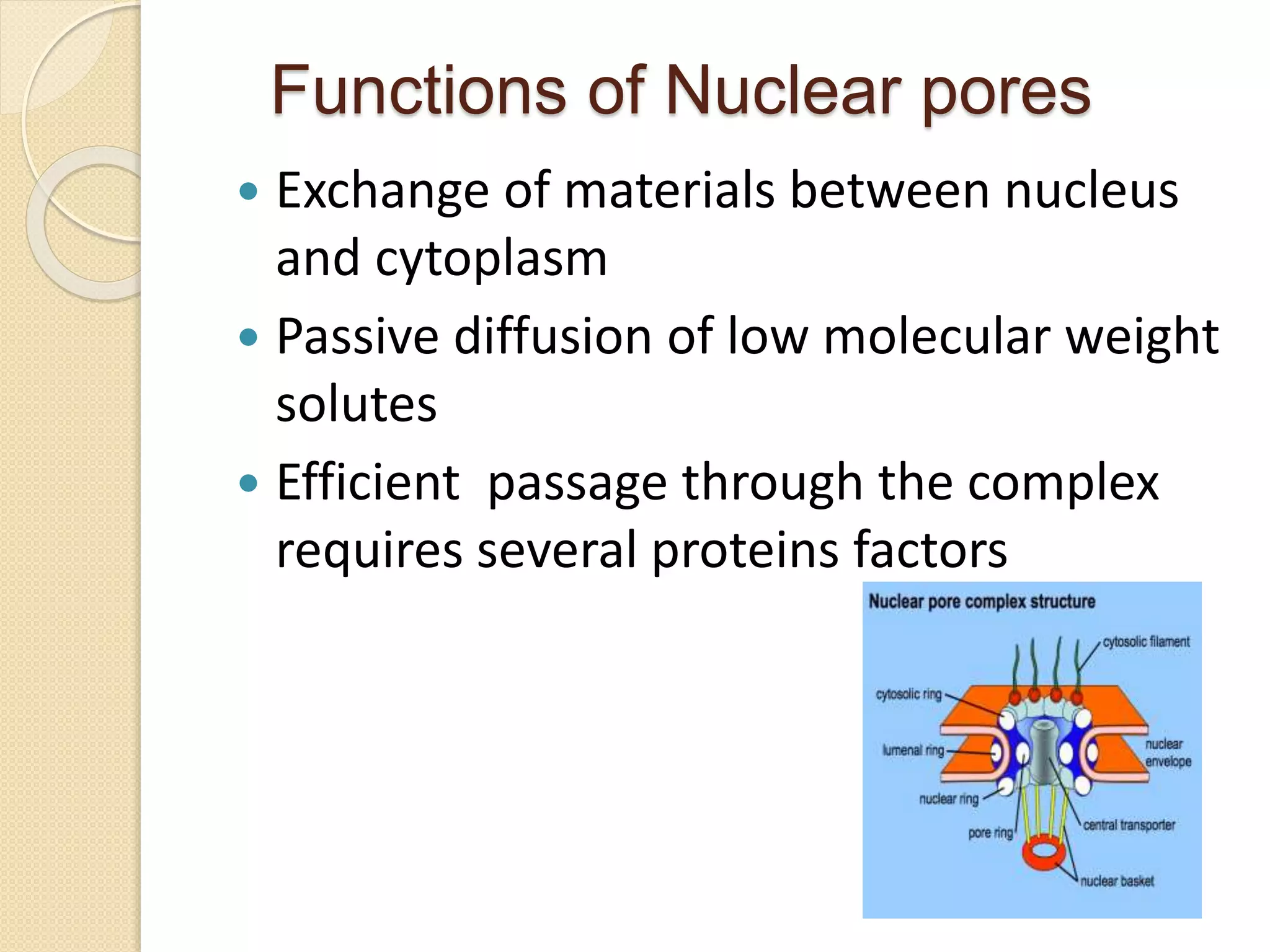 Functions of nucleus | PPTX