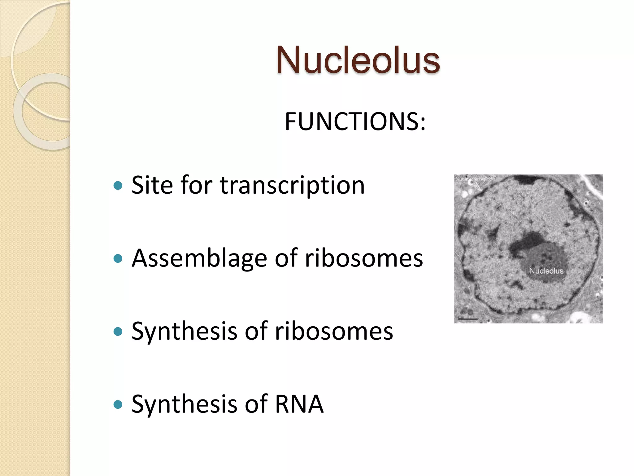 Functions of nucleus | PPTX