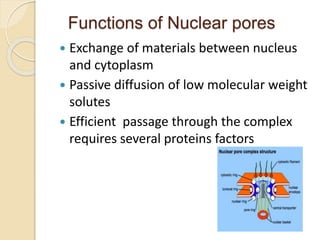 Functions of nucleus | PPTX