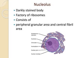 Functions of nucleus | PPTX