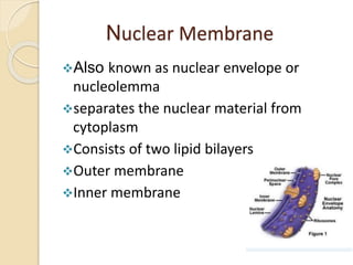 Nuclear Membrane Function