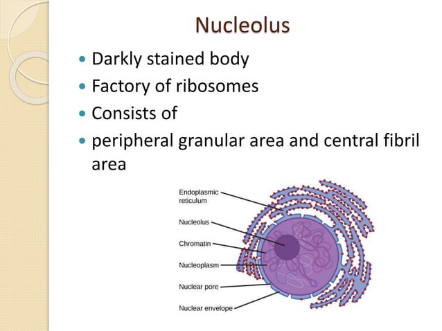 Functions of nucleus
