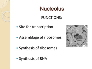 Nucleus Function