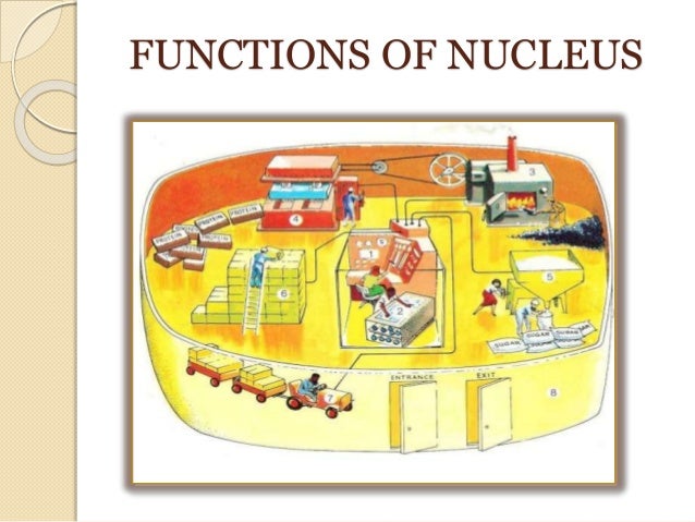 Nucleus Morphology Function