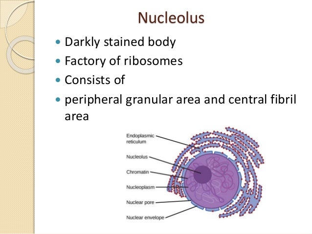 Nucleus Morphology Function