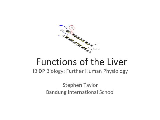 Physiological Functions Of The Liver