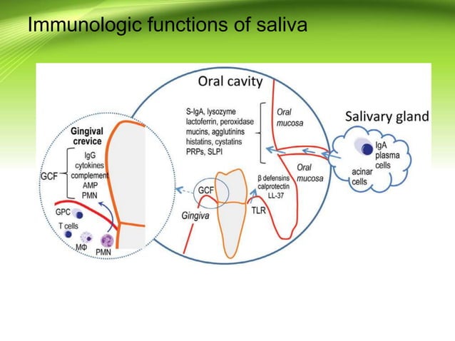 Functions of Saliva.pptx | Dental Health | Diseases and Conditions