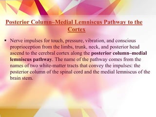 Functions and ascending tract of spinal cord | PPTX