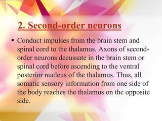 Functions and ascending tract of spinal cord | PPTX