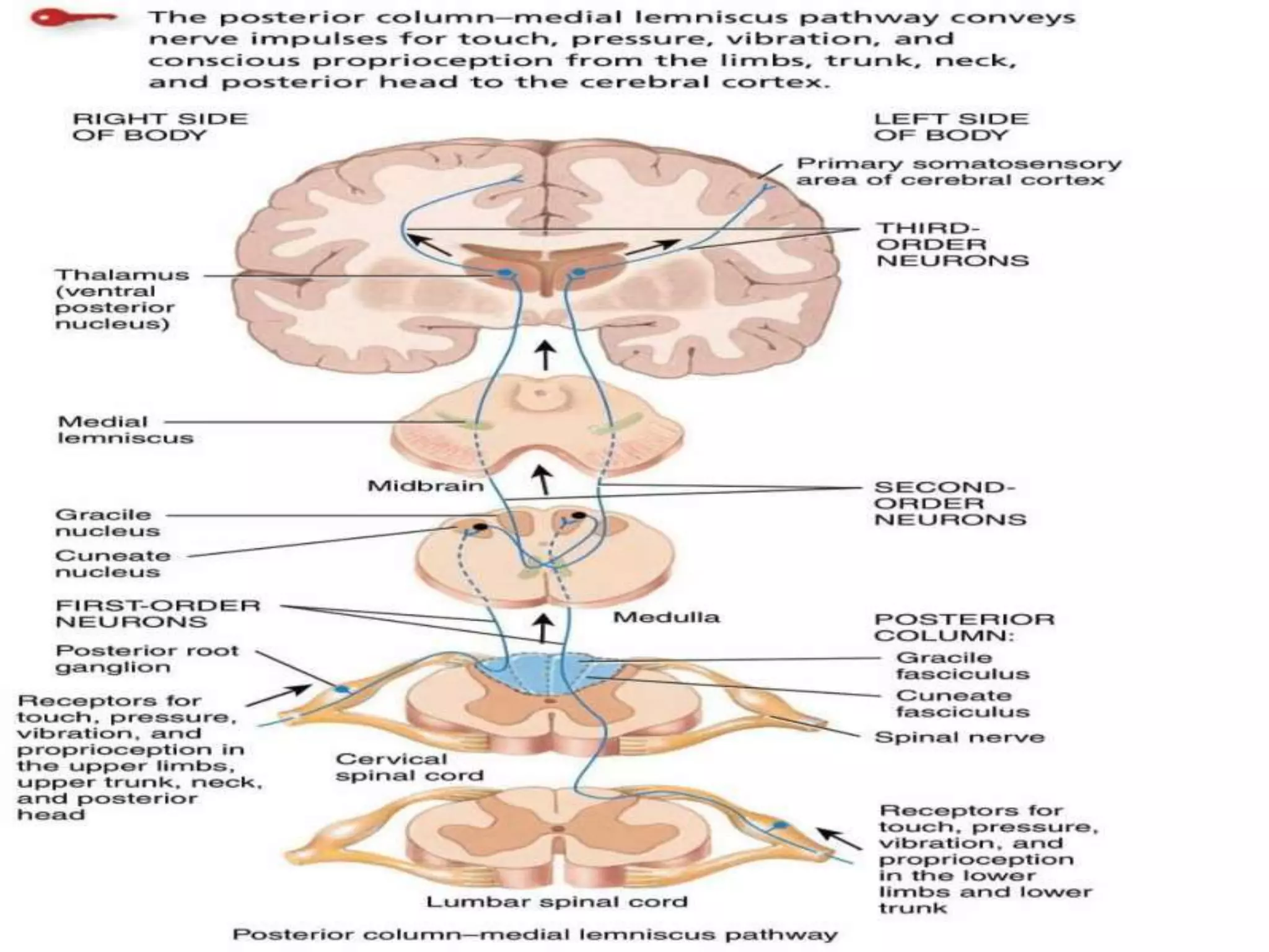 Functions and ascending tract of spinal cord | PPTX