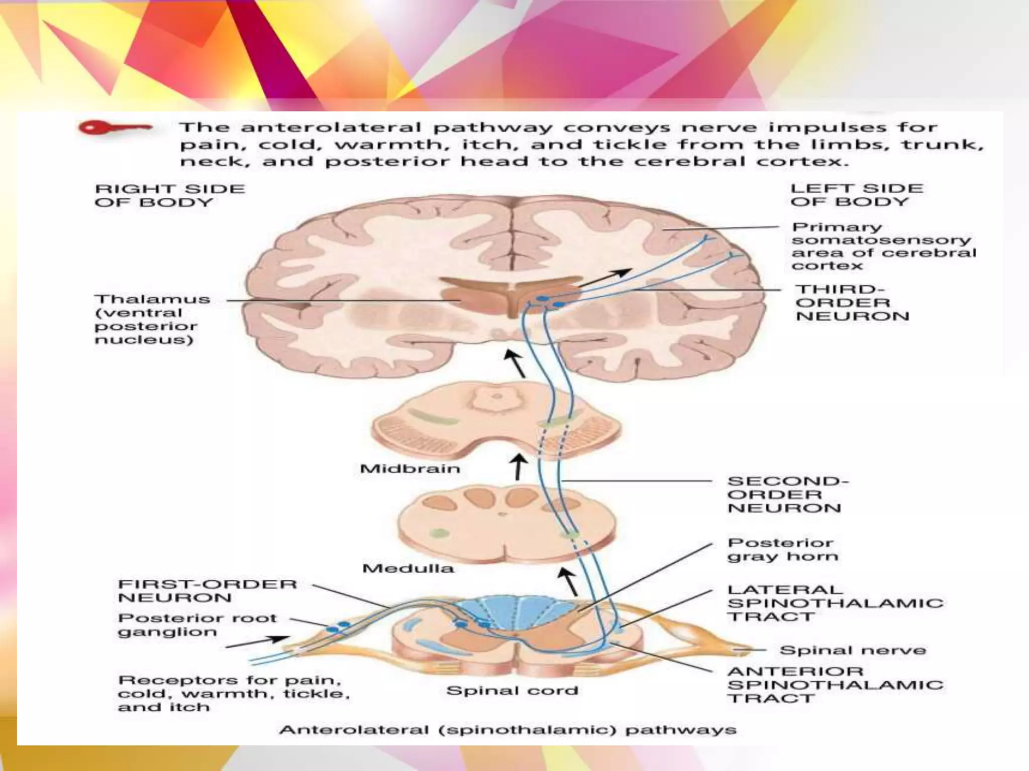 Functions and ascending tract of spinal cord | PPT